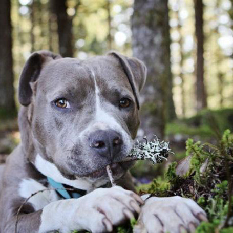 Giving Spotlight: Luvable Dog Rescue – Alima Pure